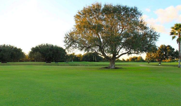 Live Oak Rv Golf Course | All Square Golf