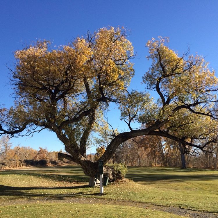 Carson Valley Golf Course | All Square Golf